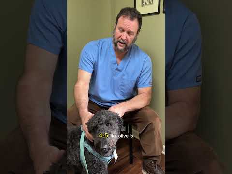 Distemper and Parvo Vaccination Insights with Marc Smith, DVM, MS