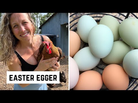Easter Egger Chicken & Blue Eggs | Everything You Need to Know
