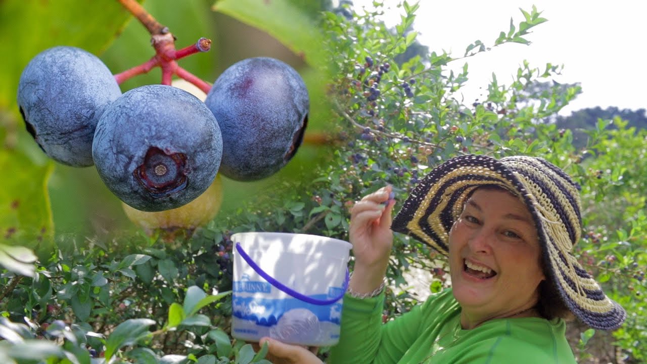 U Pick Blueberries. Becky Visits A Blueberry Farm.