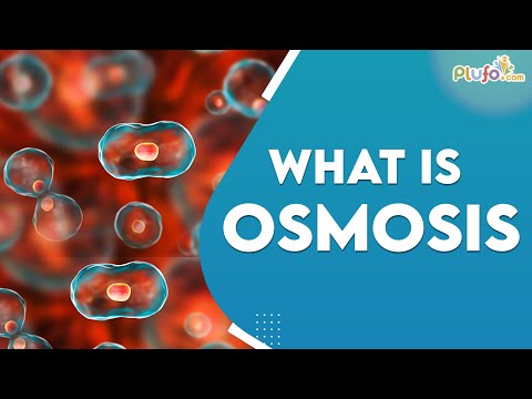 Osmosis - Definition, Types, Solution, Examples, Significance, Osmotic Pressure, and more