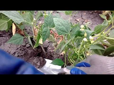 Northern North Dakota Soil Electrical Conductivity Experiment (Sampling – 1) – Close View