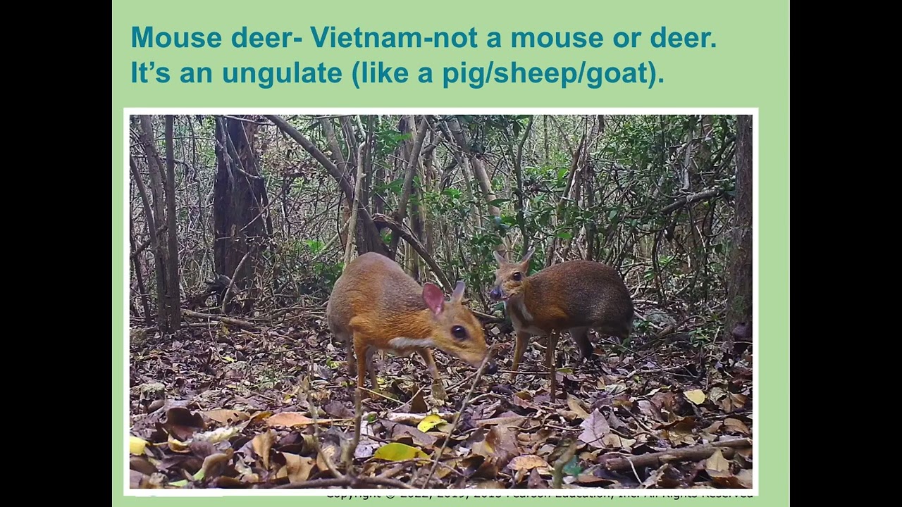 ENVS Ch  8 Biodiversity and Conservation Biology Video Overview