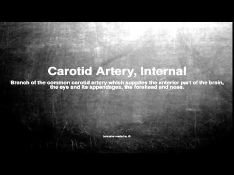 Medical vocabulary: What does Carotid Artery, Internal mean