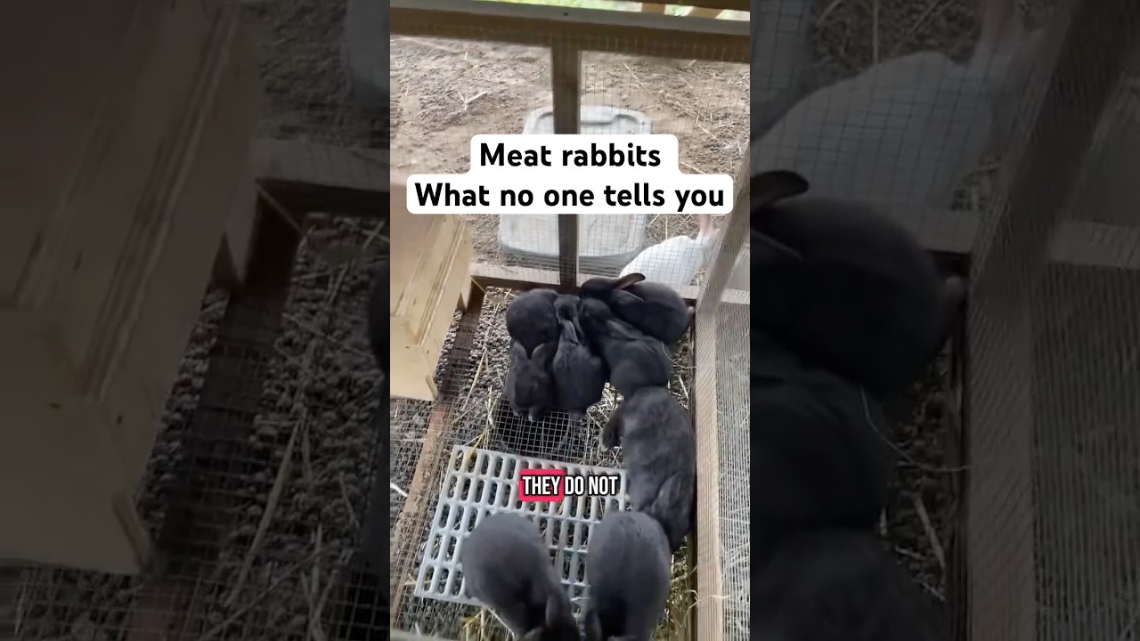Here is what no one tells you about raising meat rabbits