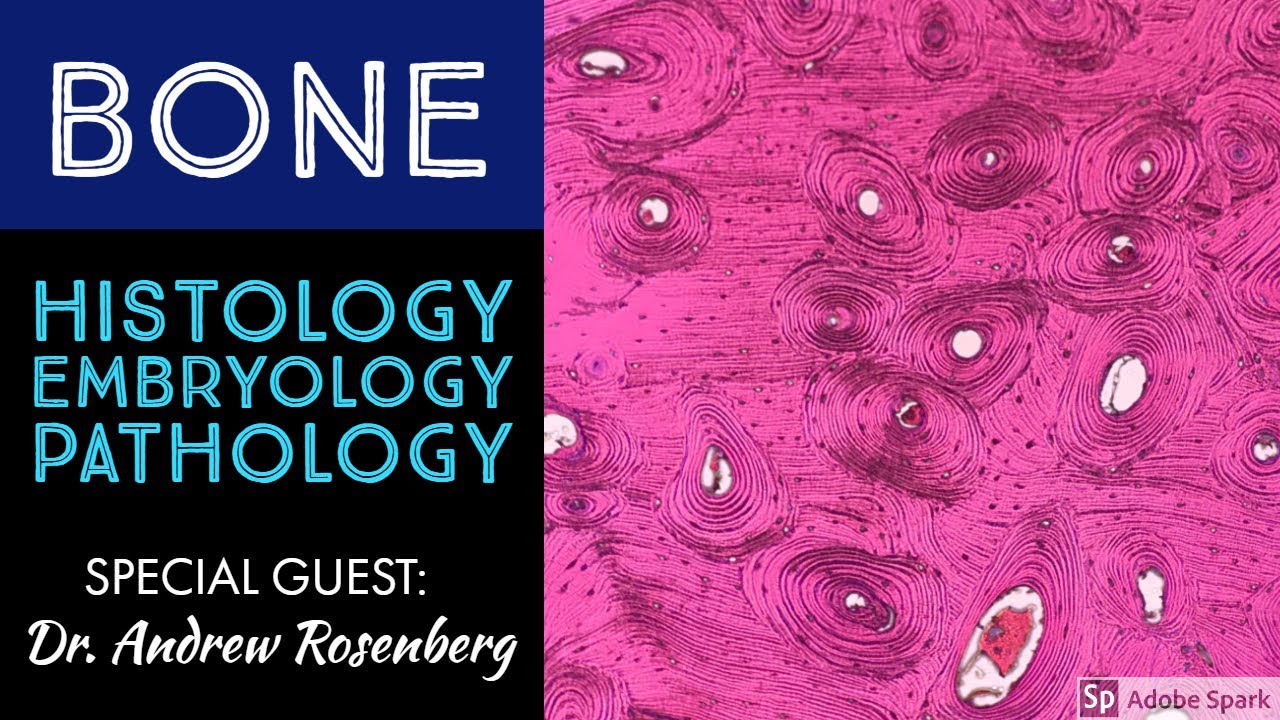 Normal Bone Histology & Embryology 101 with Dr. Andrew Rosenberg