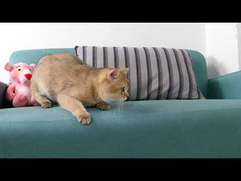 BurgeonNest Interactive Cat Toys for Indoor Cats | Automatic Kitten Toys | best cat toys