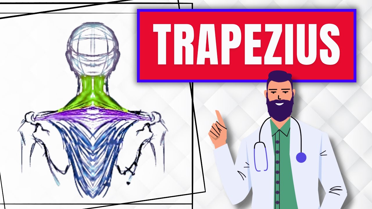Trapezius: Origin, Insertion, Structure, Innervation, Blood Supply, Function - A Doctor Explains