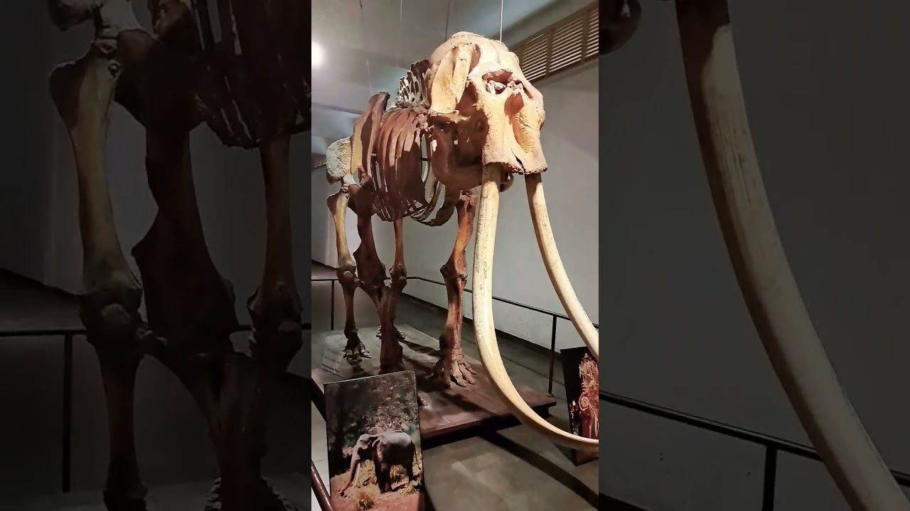The skeletal system of an elephant