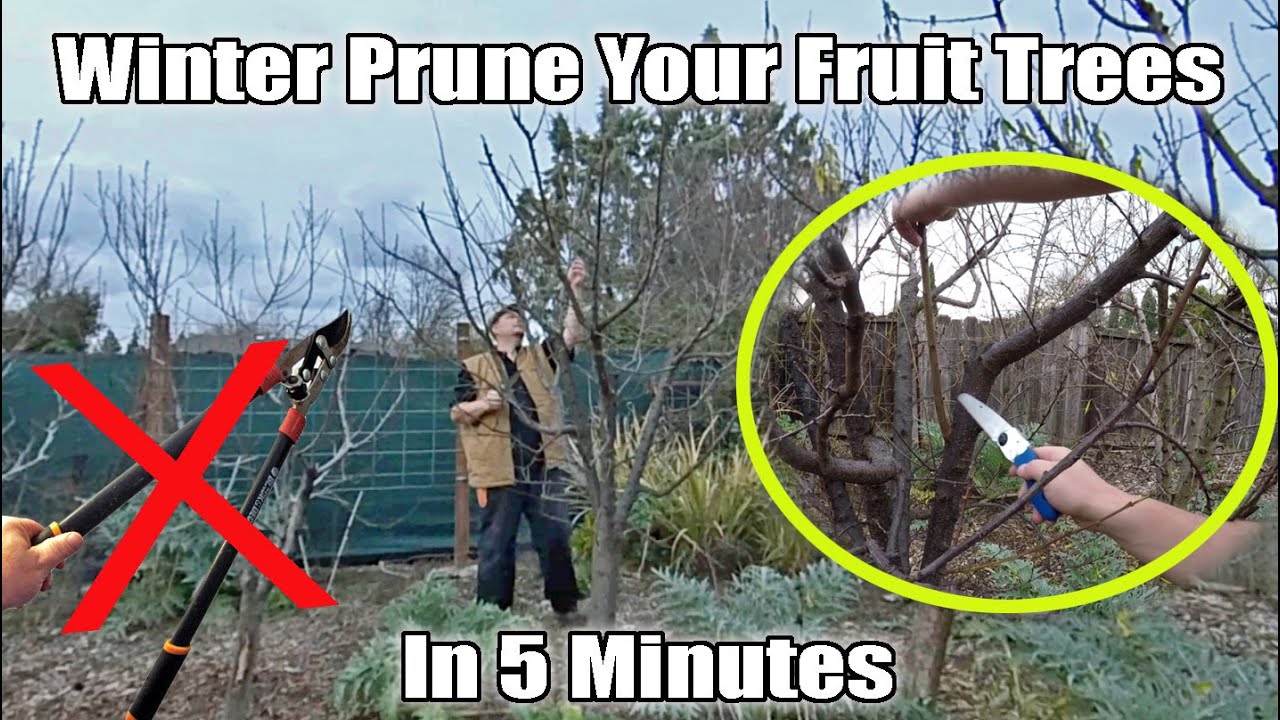How To Winter Prune Fruit Trees For Maximum Fruit Production & Tree Health!