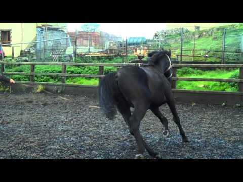 4yr old shutterfly stallion.mp4