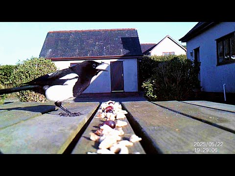 Greedy Magpie Feasting