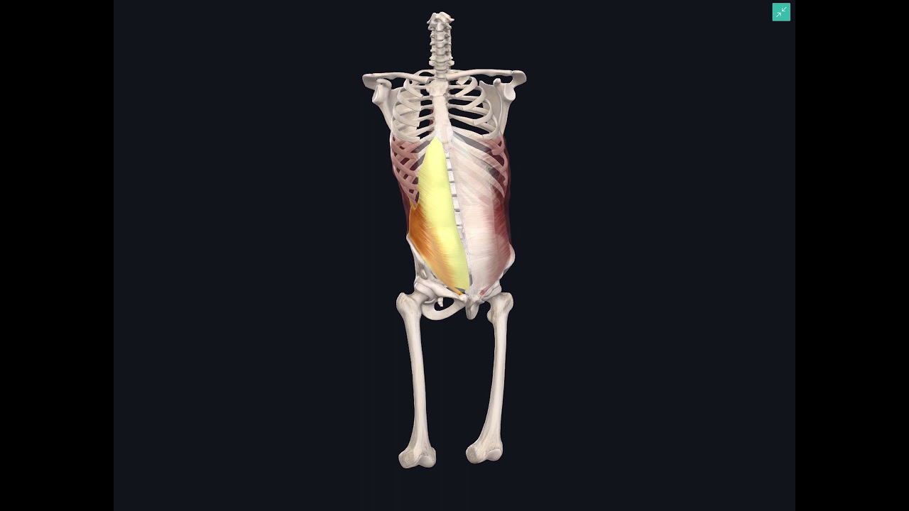 Internal oblique trunk rotation