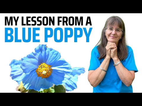 My Life-Changing Lesson from Blue Poppies