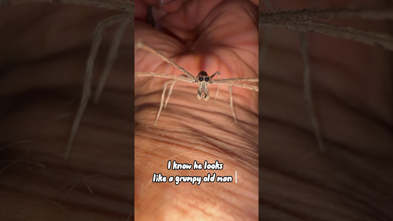Rare Grumpy faced spider that regrows his eyes daily !!! #ogre #spider #bugs #rare #interestingfacts