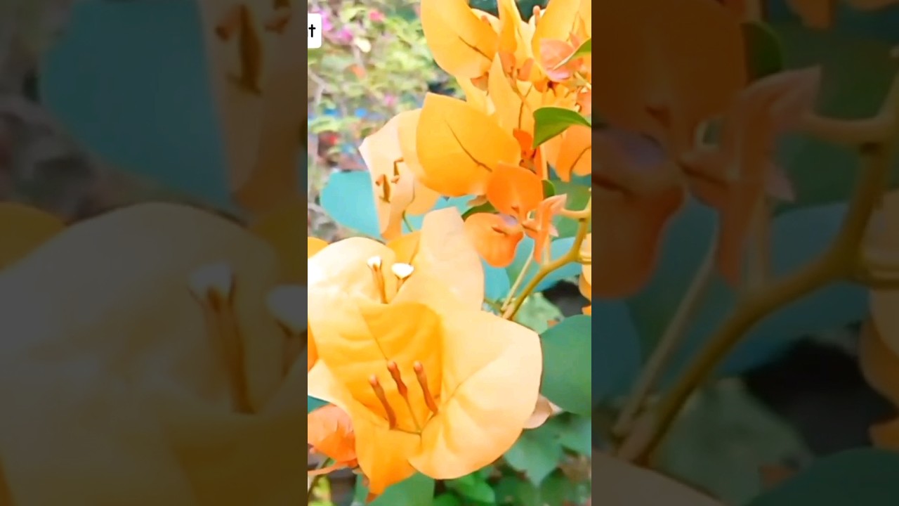 Review bougenville kuning id golden rush harga 250rb ukuran bibit, selengkapnya di video ini #shorts