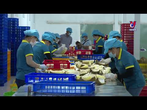 Vietnam’s export revenue up 4.1% in first half of January