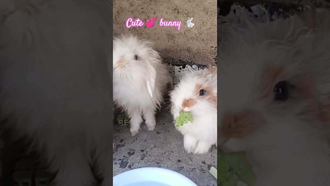 #cute #rabbit #bunny #youtube #animals #pets #funny #furry