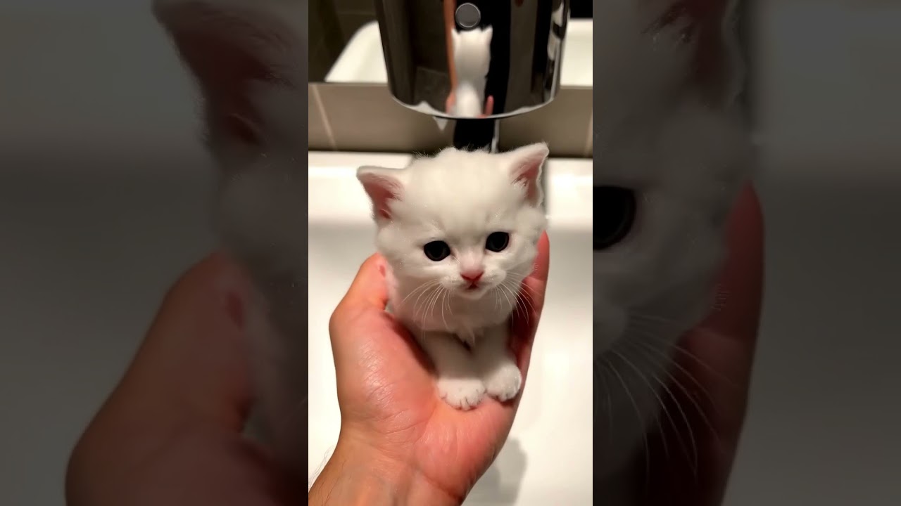 🐱 Así “nacen” los gatitos con IA 😱✨