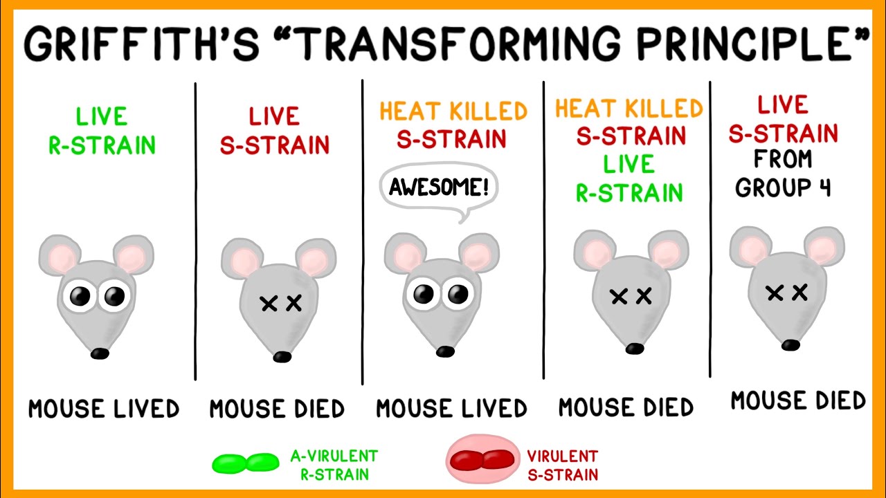 Griffith's Experiment: Bacterial Transformation
