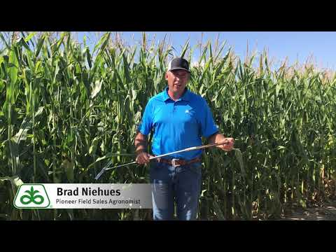 Final Irrigations