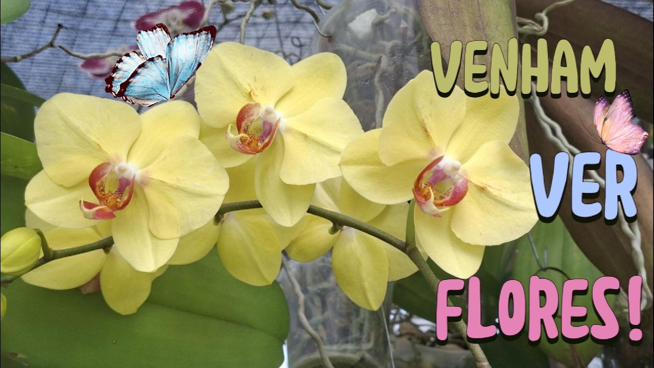 Venham Ver Flores!