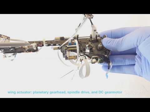 Behold Bat Bot, the Flying First Robot Bat