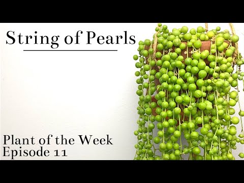 How To Care For String Of Pearls (Senecio rowleyanus) | Plant Of The Week Ep. 11