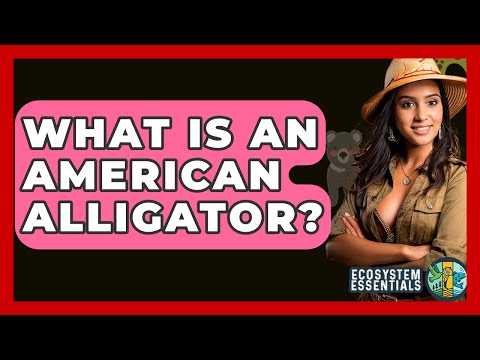 What Is An American Alligator? - Ecosystem Essentials