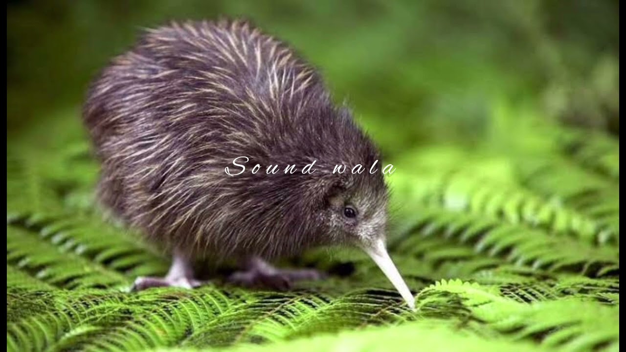 Kiwi Bird Sound - Bird Call - Recorded at Kolkata Zoo