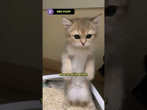 What Color Is Your Cat's Poop? πΎπ©