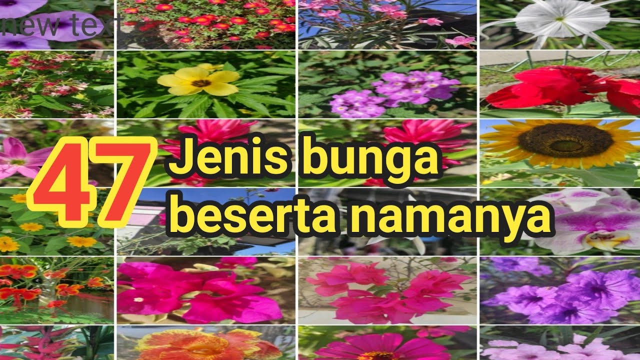 47 Jenis bunga beserta namanya lengkap A-Z 🌹🌼🌻🥀🌺