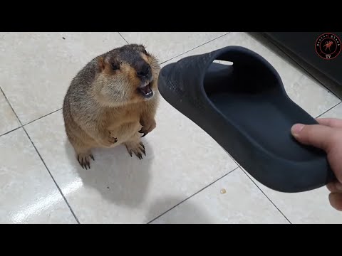 I don't understand why marmots like to bite slippers.