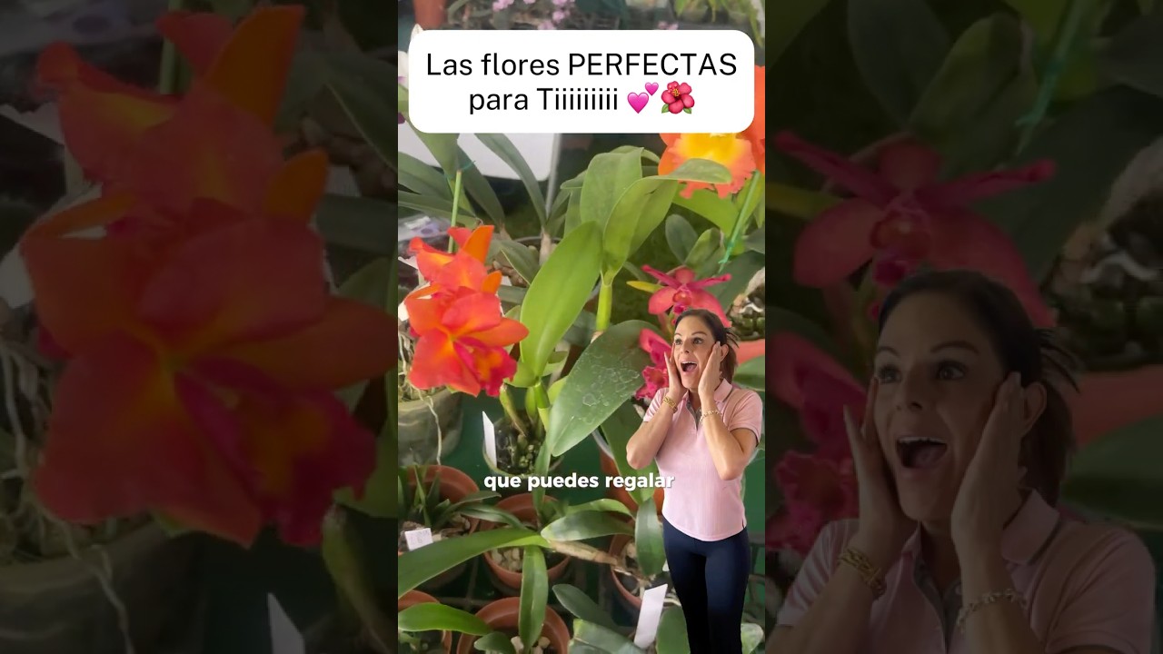 ¿Por qué las orquídeas son el REGALO PERFECTO este San Valentín? 💕#flores #orquideas #sanvalentin