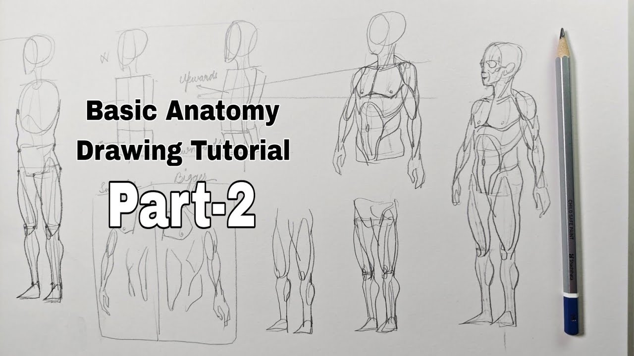 Basic Anatomy Drawing Tutorial/part-2