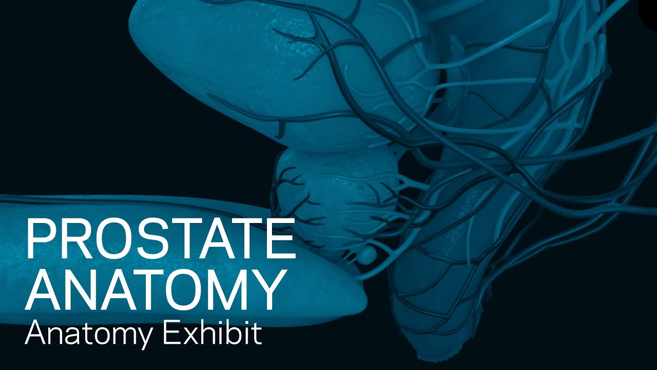 Prostate Anatomy - Anatomical Animation