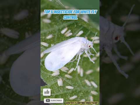 Top 5 Insecticide For Whitefly control Insecticide #insecticide #whitefly #sh...