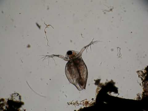 A cladoceran | ediudoyen