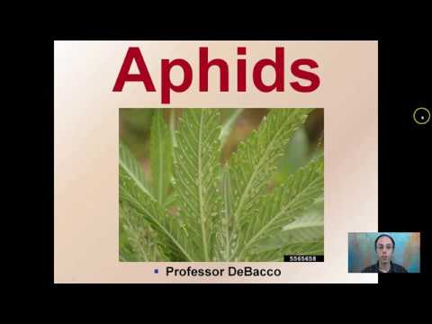 Aphids