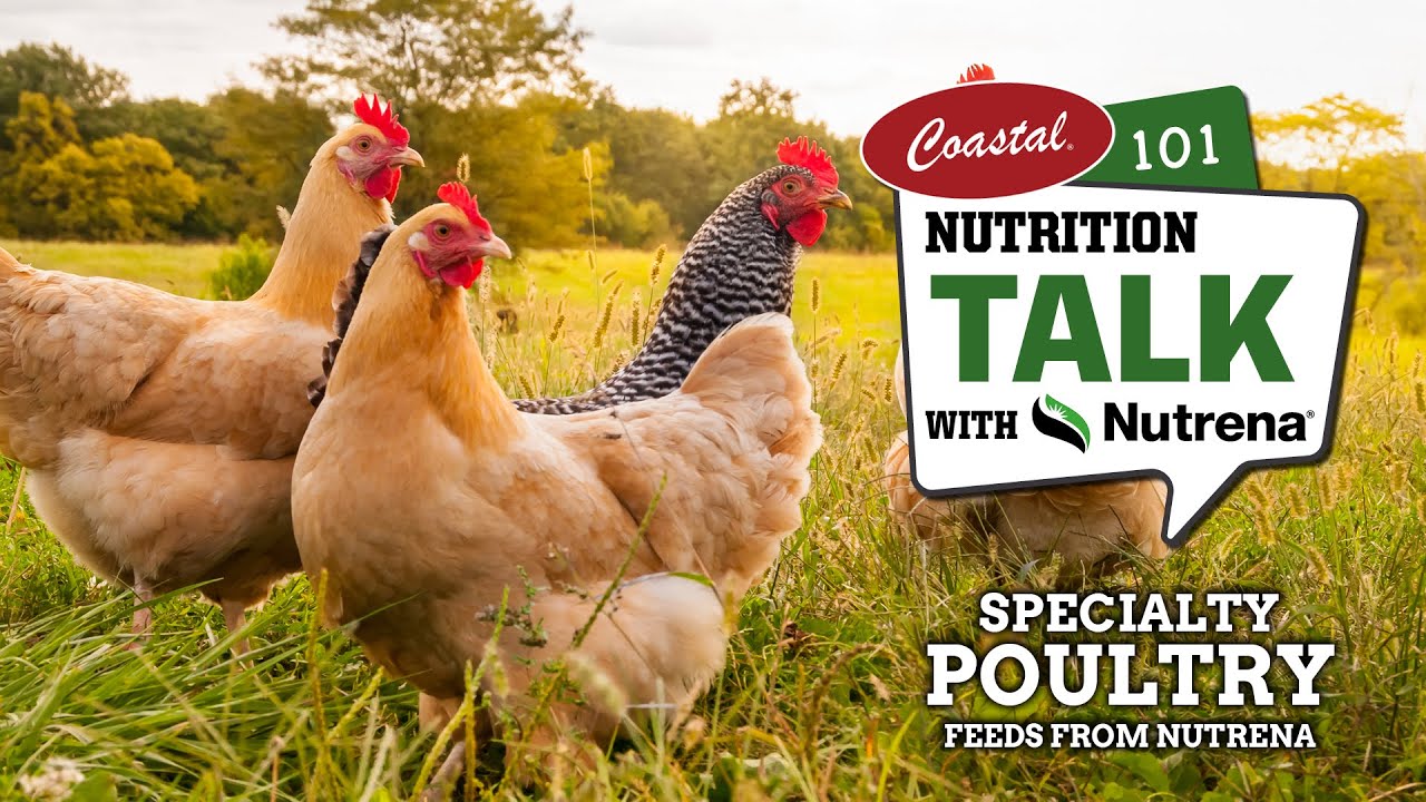 Coastal Nutrition Talk with Nutrena: Specialty Chicken Feeds