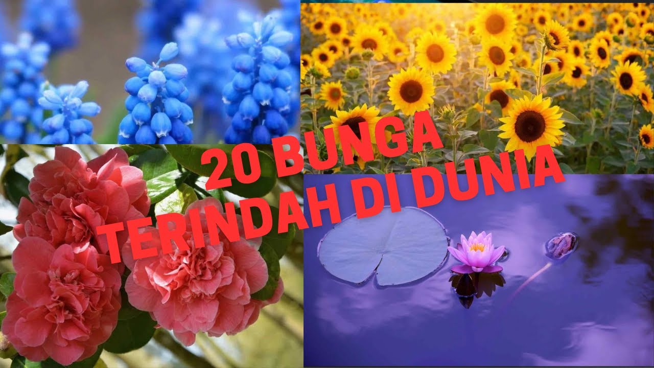 20 BUNGA TERINDAH DI DUNIA