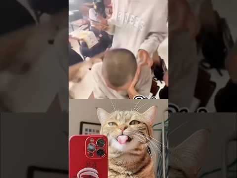 Me and my school friend #cat #meme #funny