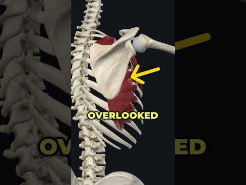 The Hidden Muscle Causing Your Winging Scapula