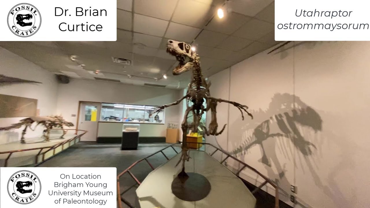 Utahraptor: One Of The Most Powerful Predators That Ever Lived - This Skeleton Has An Error On It!