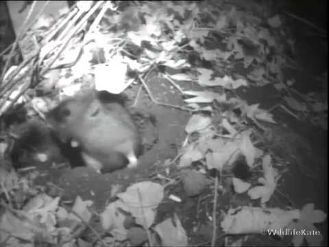 Rat Burrow Monitoring | www.wildlifekate.co.uk