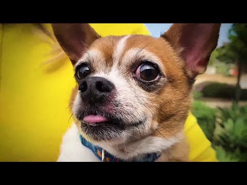ANIMAL SERVICES