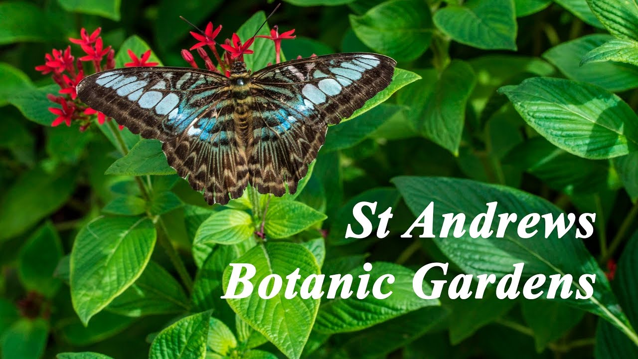St Andrews Botanical Garden in April
