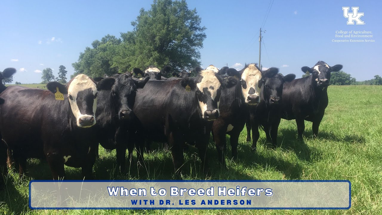When to Breed Heifers