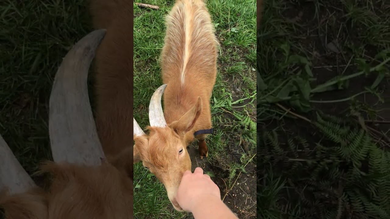 Violet the goat takes centre stage