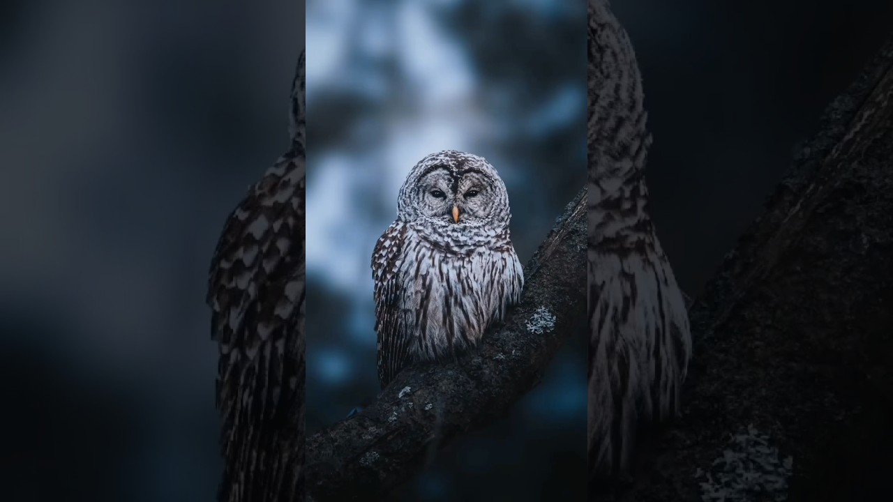 Fotografía de naturaleza truco ps #fotografia #photography #color #photoshop  #wildlifephotography