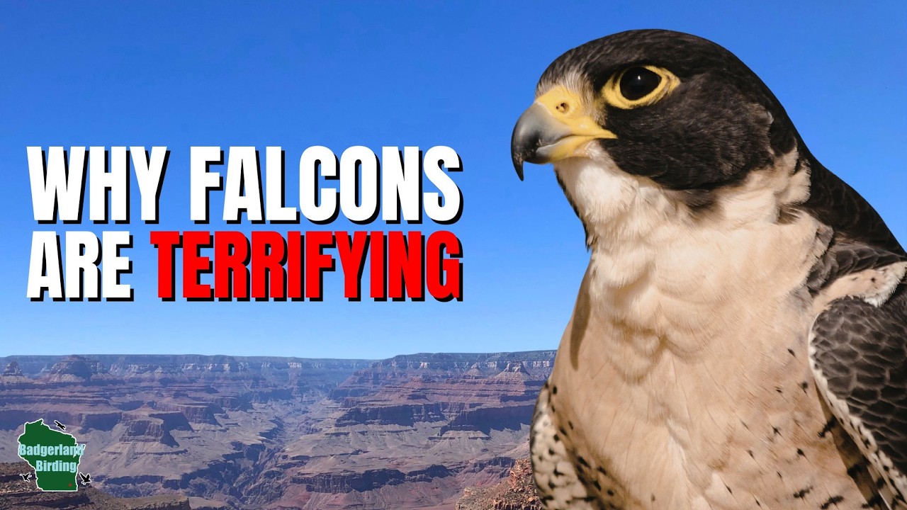 5 Things You Didn't Know About Falcons